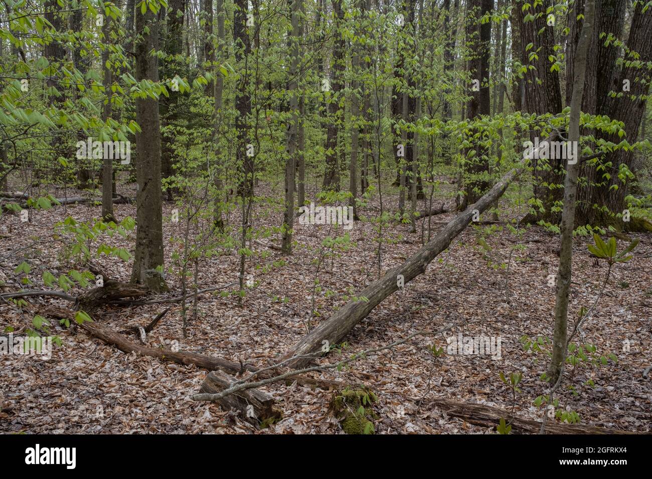 Cranberry Mountain, West Virginia. Spring Foliage along Nature Trail ...