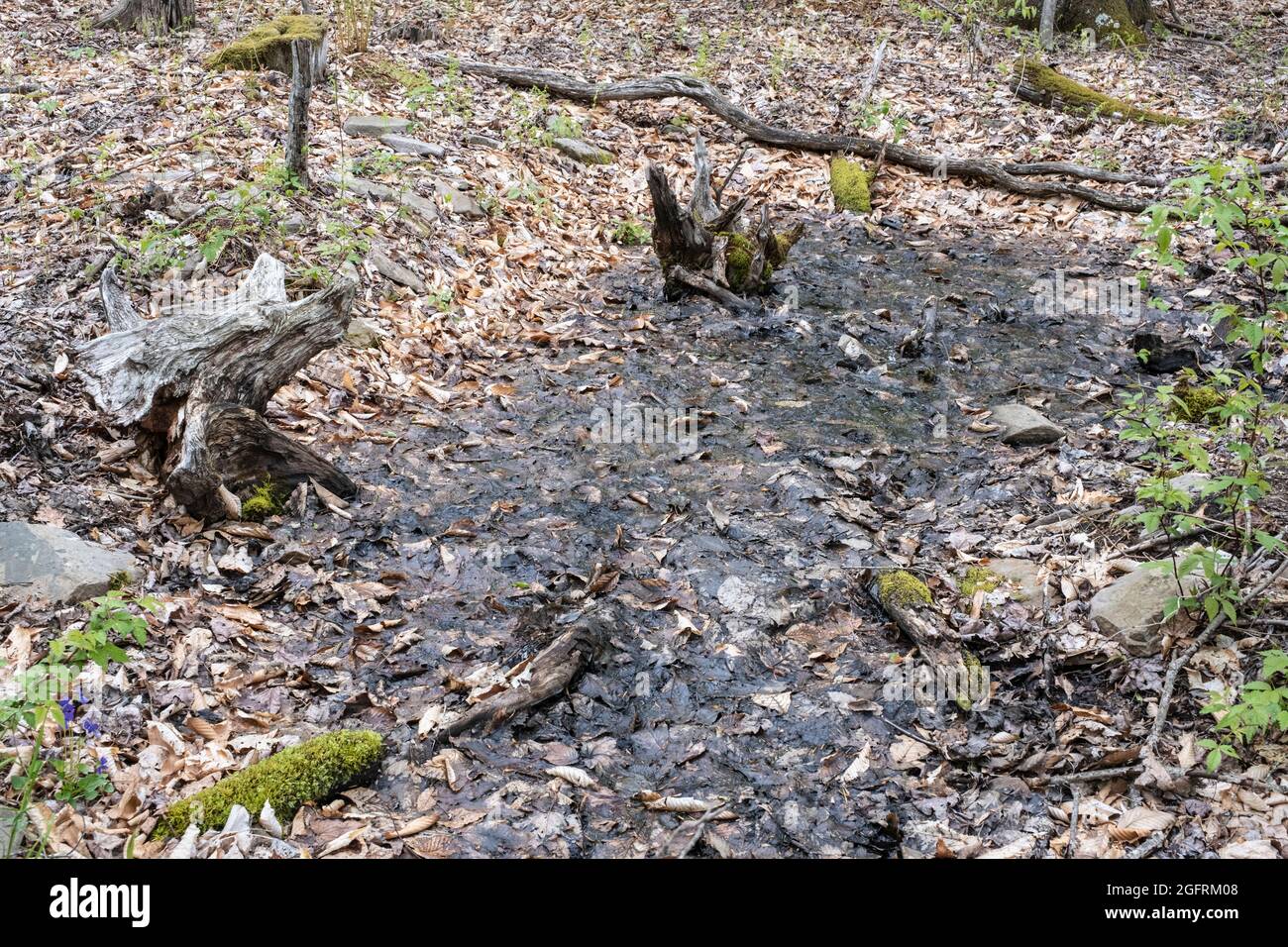 Cranberry Hill, West Virginia. Vernal Pool, Nearly Dry Stock Photo - Alamy