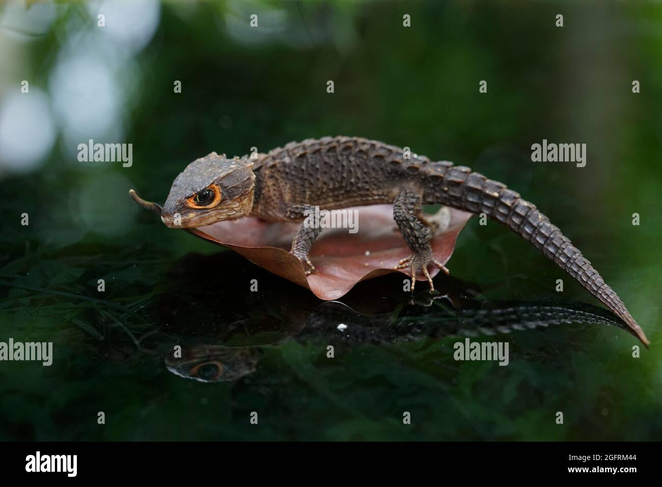 Gray lizard in the water with the blurred background Stock Photo - Alamy
