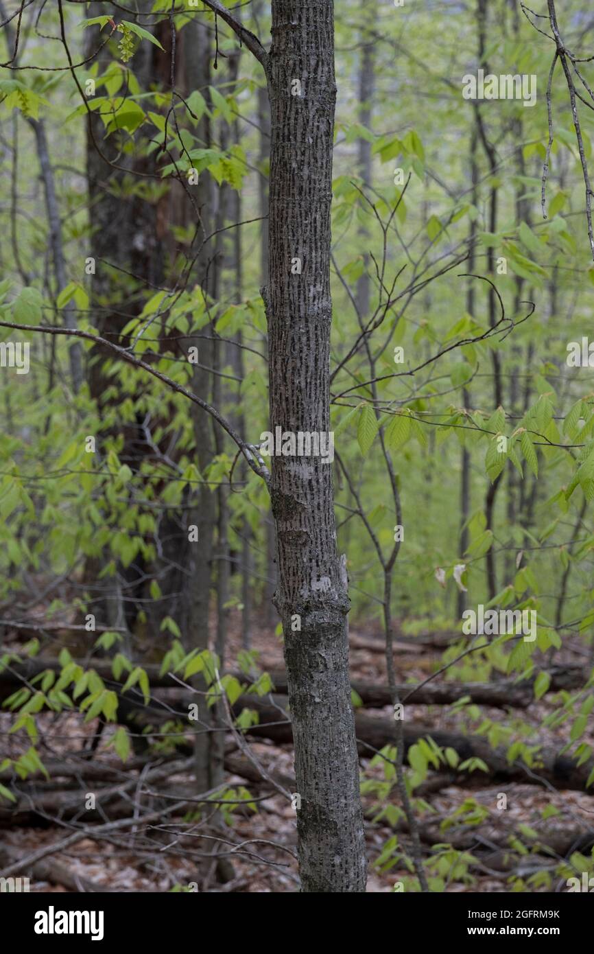 Striped Maple High Resolution Stock Photography and Images - Alamy