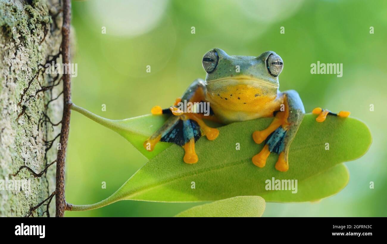 Closeup of the small colorful; frog with the blurred background Stock ...
