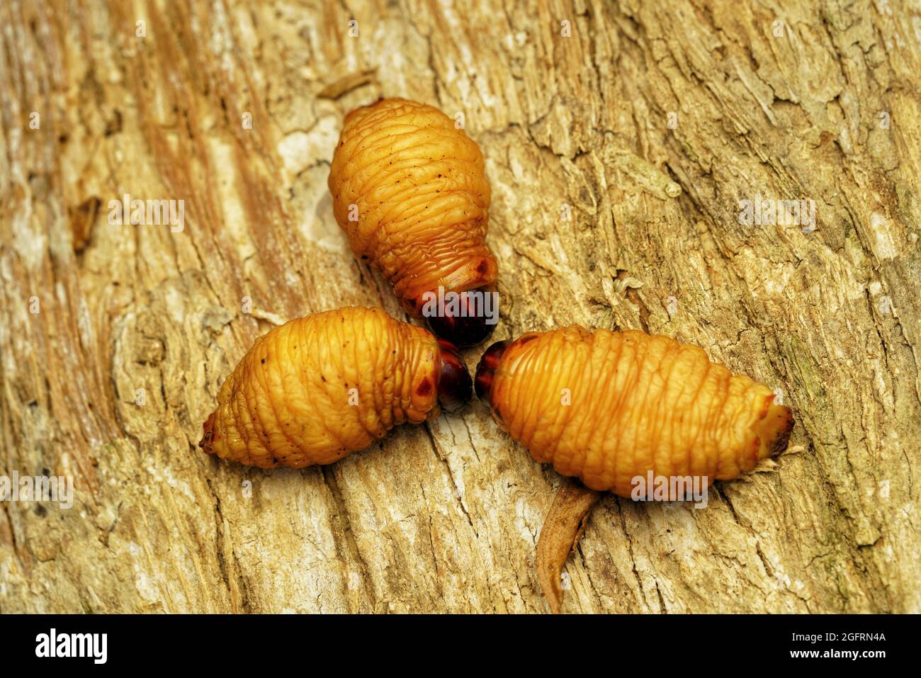 Closeup of the small insects on the ground Stock Photo - Alamy