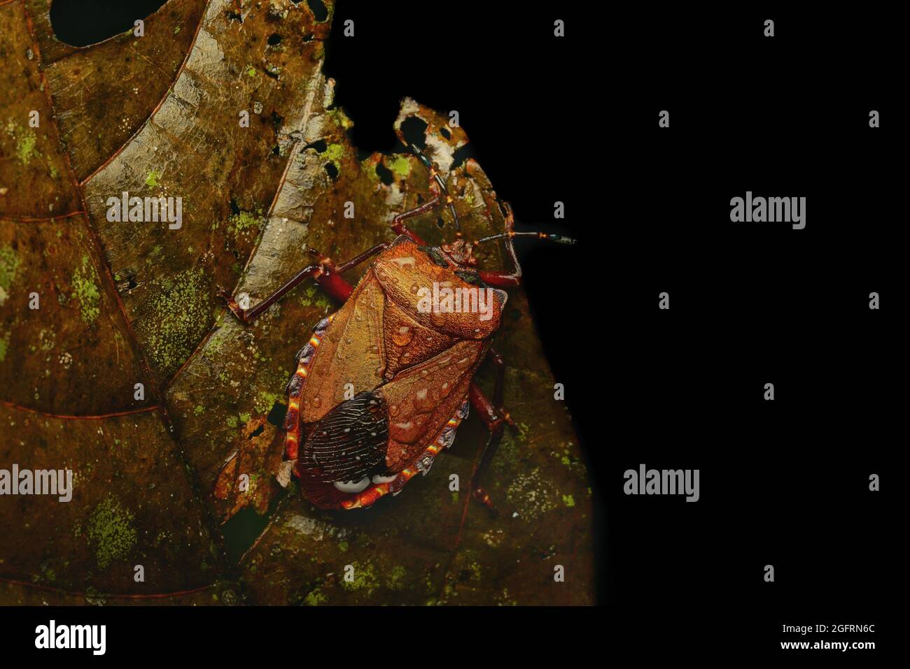 Closeup of a small insect with the black background Stock Photo - Alamy
