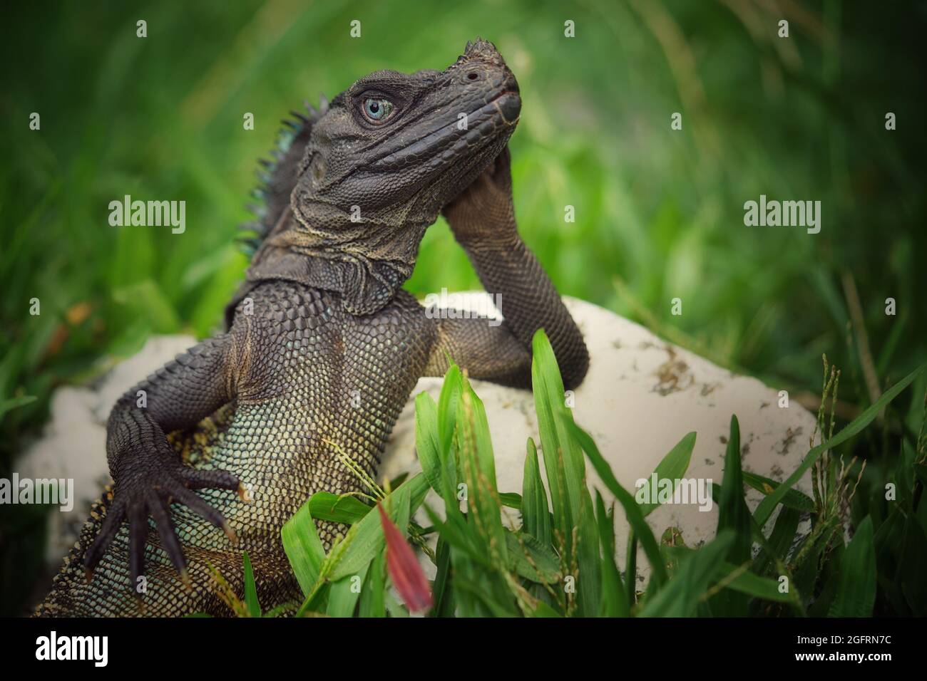 Gray lizard in grass hi-res stock photography and images - Alamy
