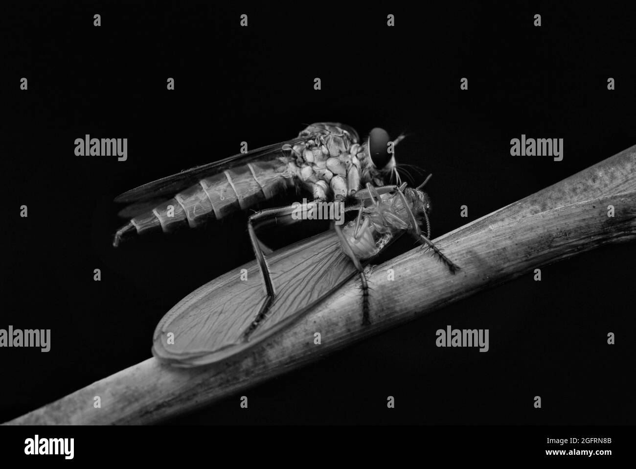 Grayscale closeup of an insect with the black background Stock Photo ...