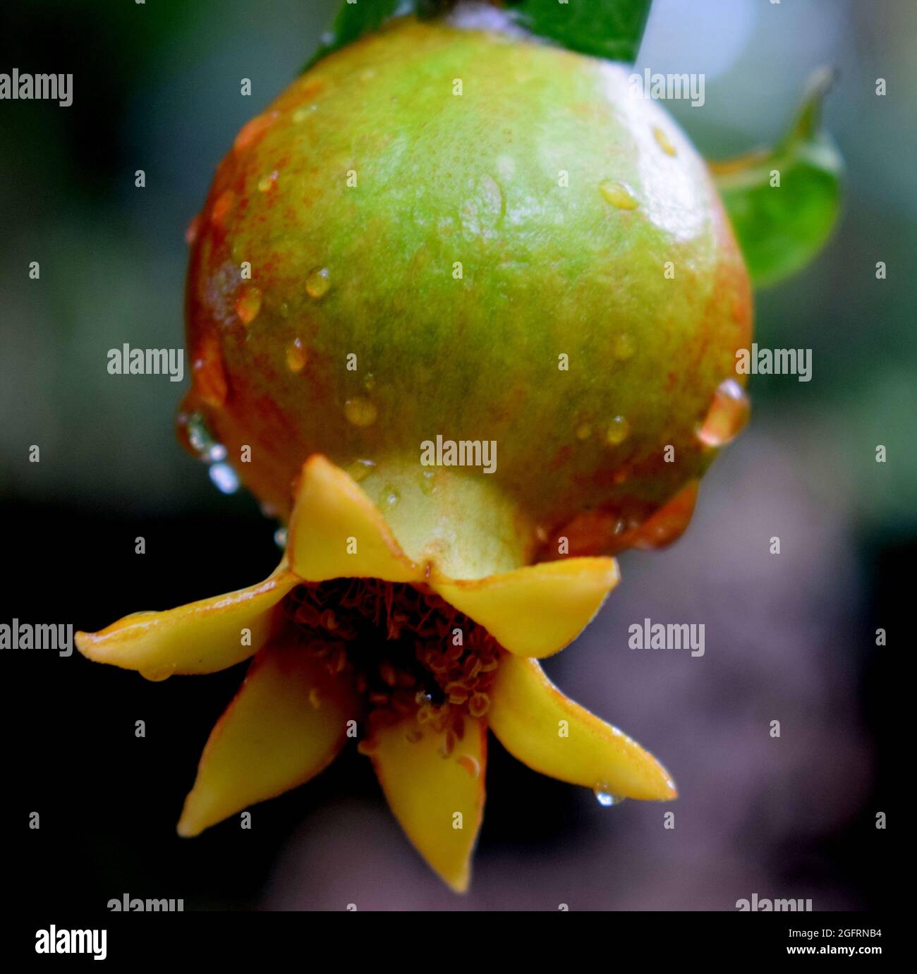 The pomegranate (Punica granatum) is a fruit-bearing deciduous shrub in ...