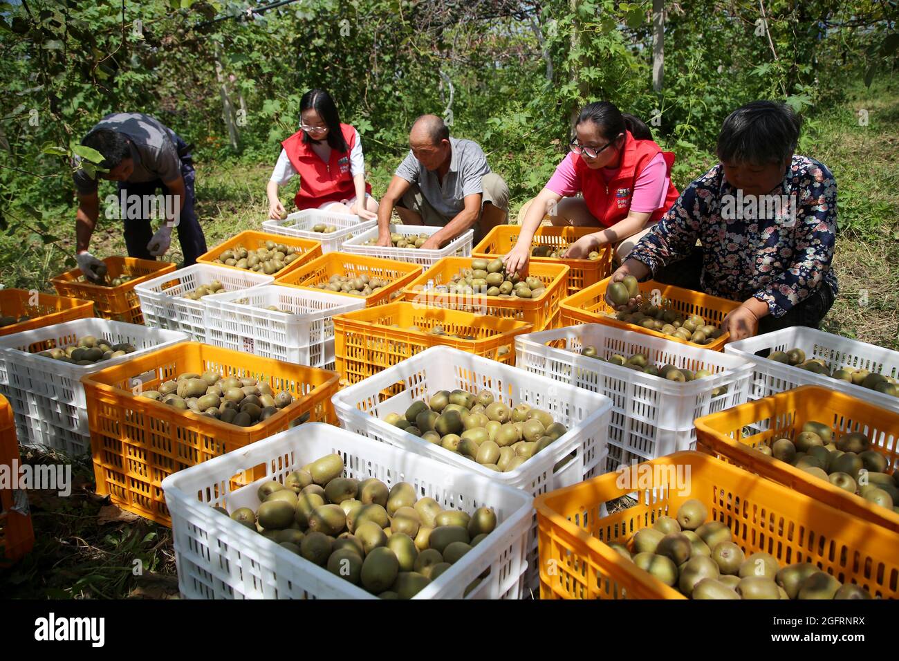 Farmers pick and sort out kiwi fruit at a kiwi growing base in ...