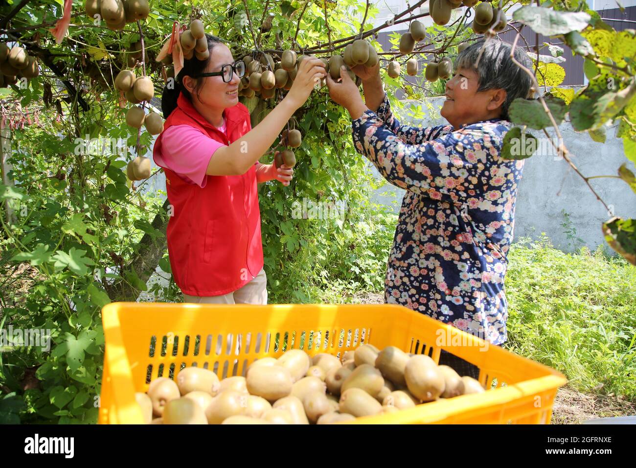 Farmers pick and sort out kiwi fruit at a kiwi growing base in ...