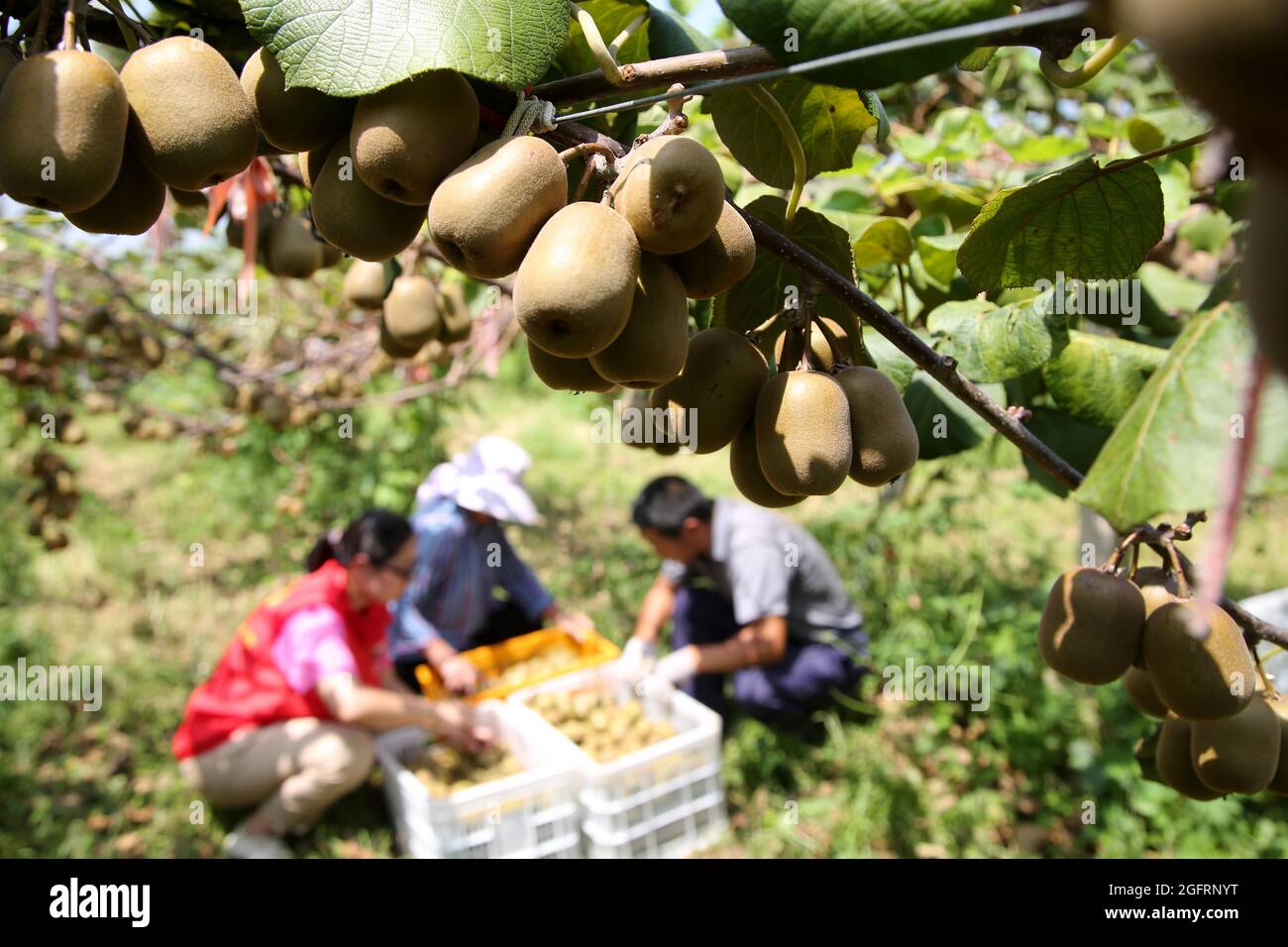 Farmers pick and sort out kiwi fruit at a kiwi growing base in ...
