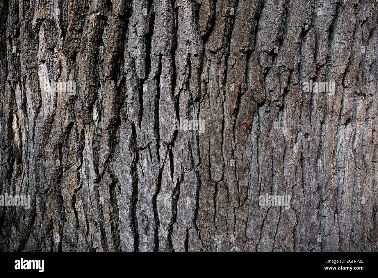 Old big tree trunk, closeup Stock Photo - Alamy