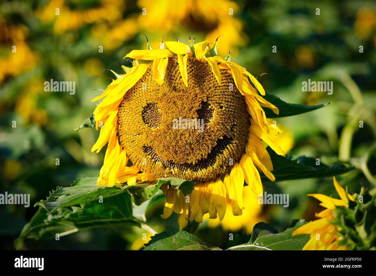 Closeup shot of a sunflower head with smile design near Taehwa river ...