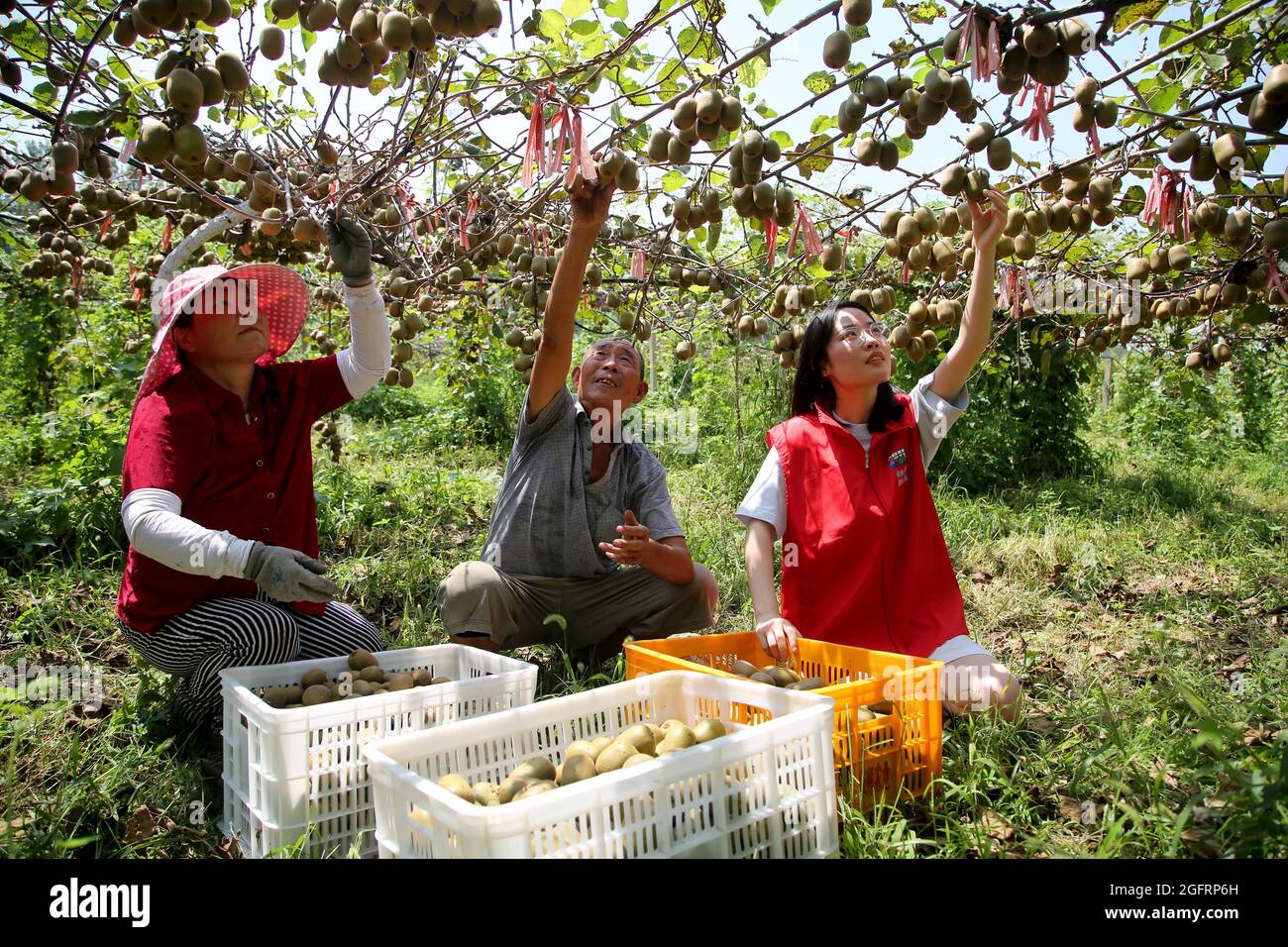 Farmers pick and sort out kiwi fruit at a kiwi growing base in ...