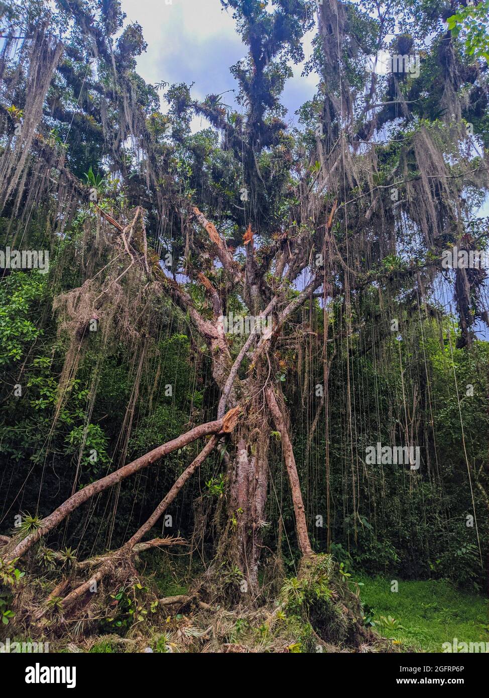 Vertical shot of an old rotting tree in a forest under a cloudy sky in ...