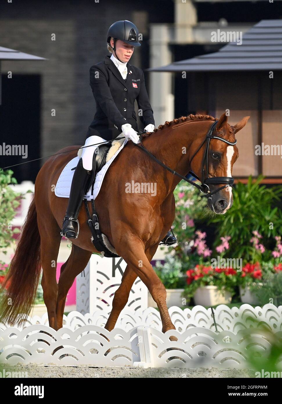 Paralympic equestrian hi-res stock photography and images - Alamy