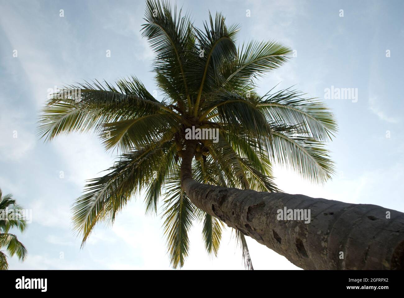 Palm tree from below Stock Photo - Alamy