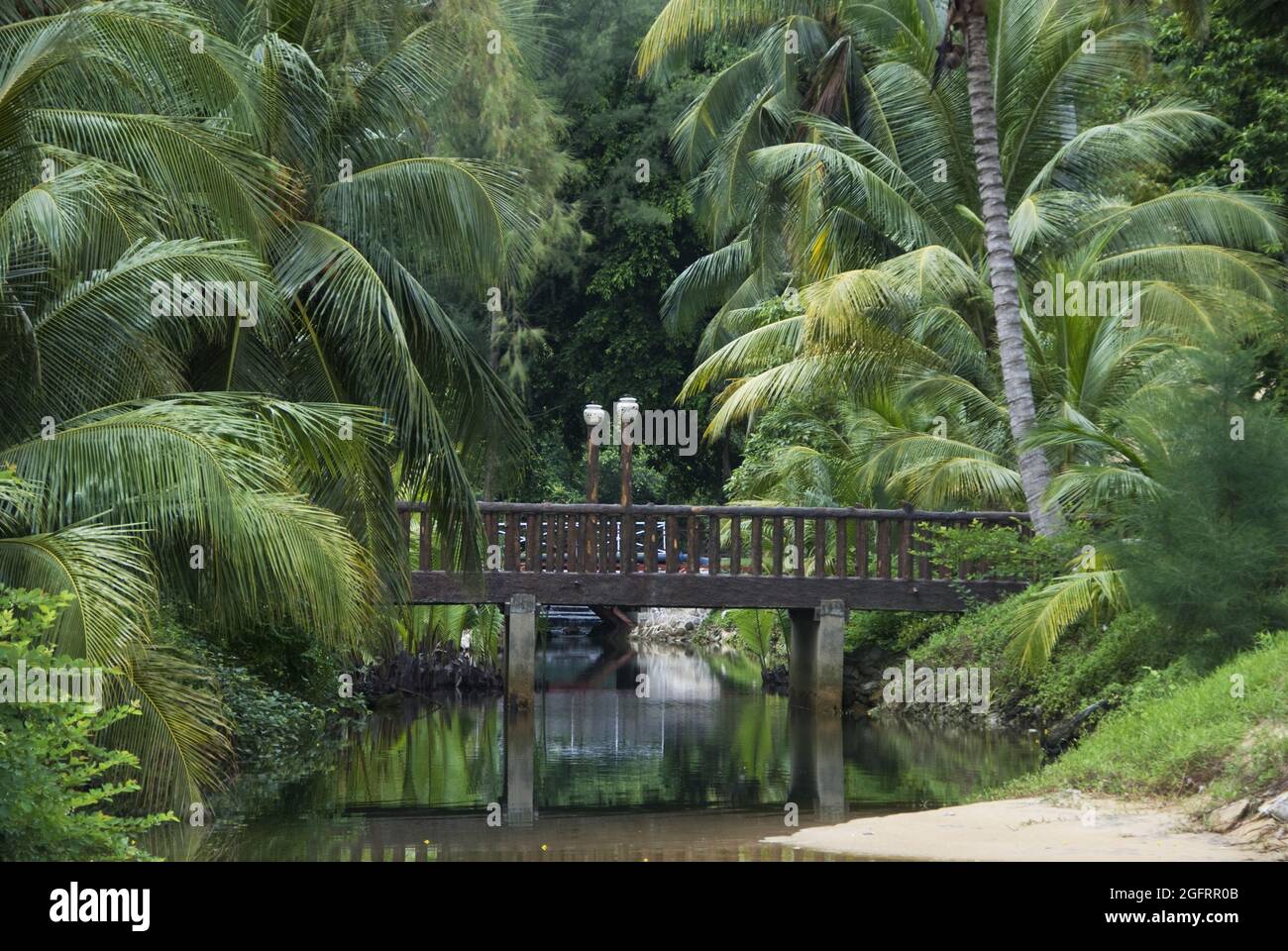 Bridge over creek in tropical jungle Stock Photo - Alamy