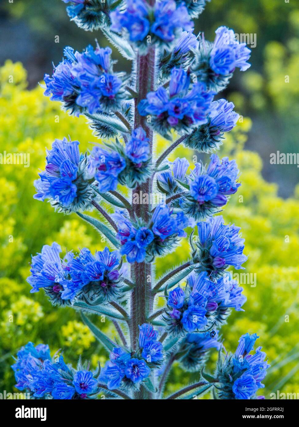 Vertical shot of a Viper's-bugloss flower on a blurred background Stock ...