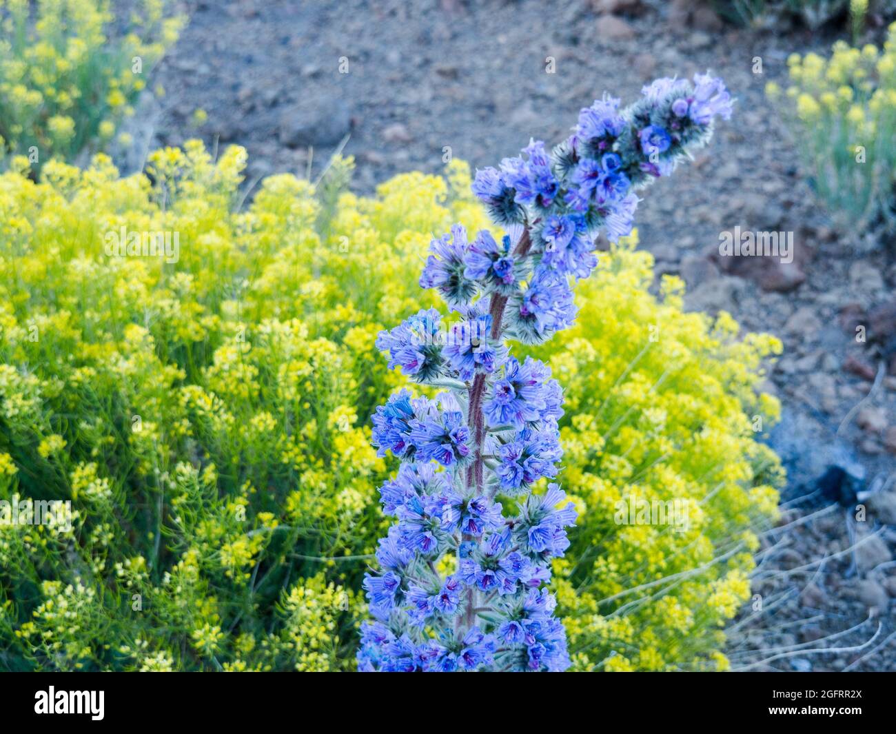 Closeup shot of a Viper's-bugloss flower outdoors Stock Photo - Alamy