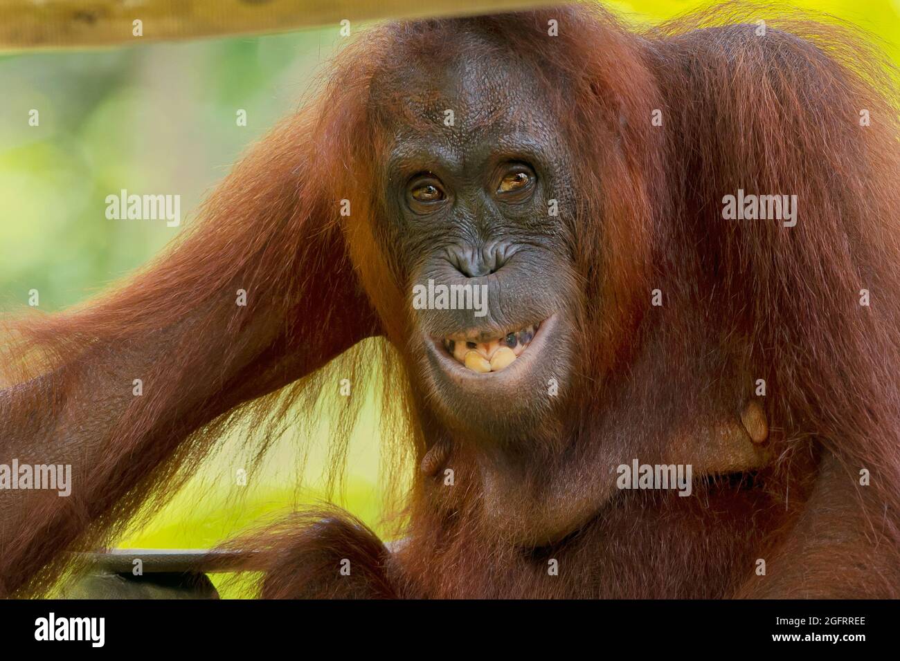 Borneo Deforestation Orangutan High Resolution Stock Photography and ...