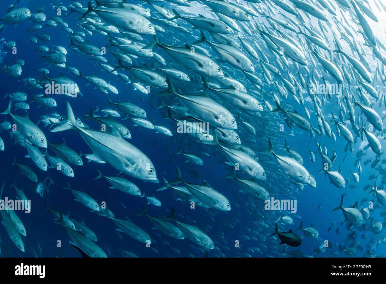 Island trevally hi-res stock photography and images - Alamy