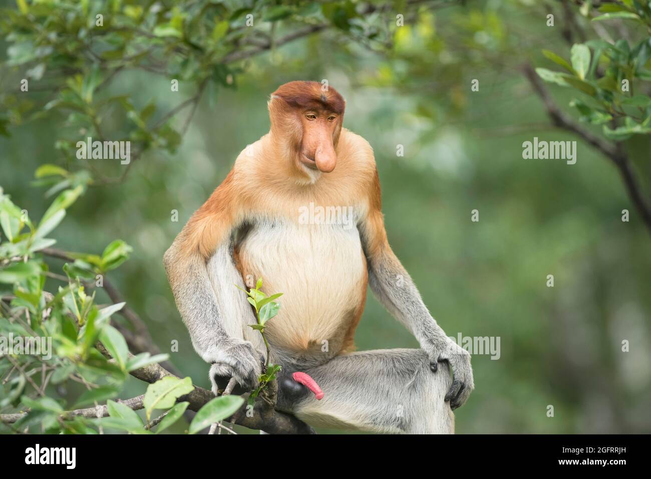 Bulbous Nose High Resolution Stock Photography and Images - Alamy