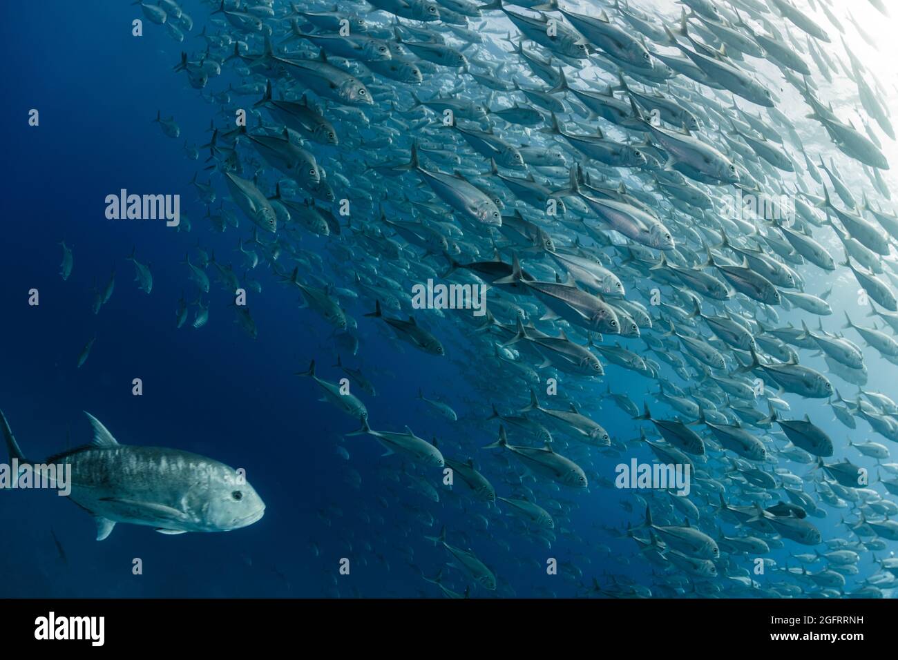 Island trevally hi-res stock photography and images - Alamy