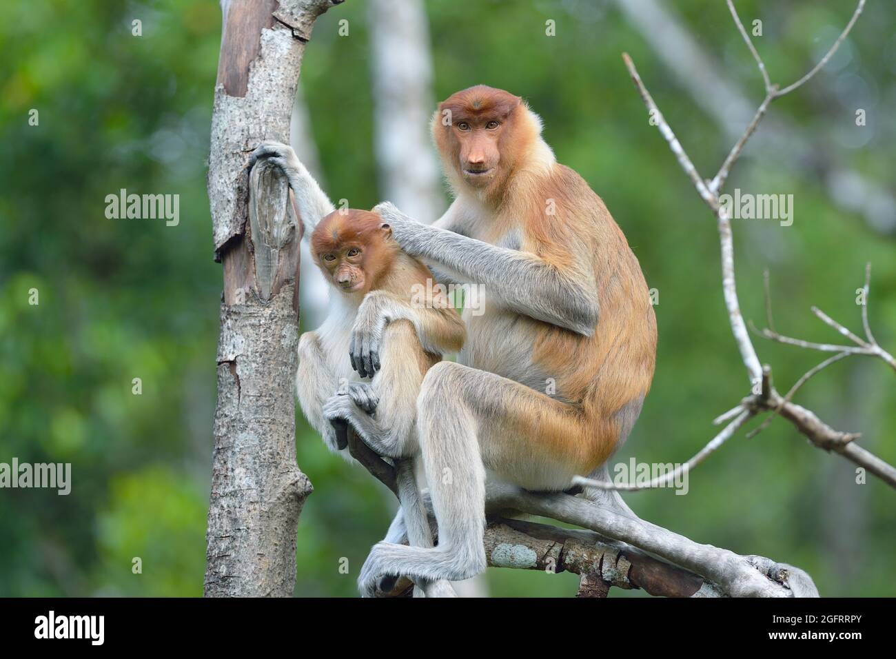 Close Up Nose Proboscis Monkey High Resolution Stock Photography and ...