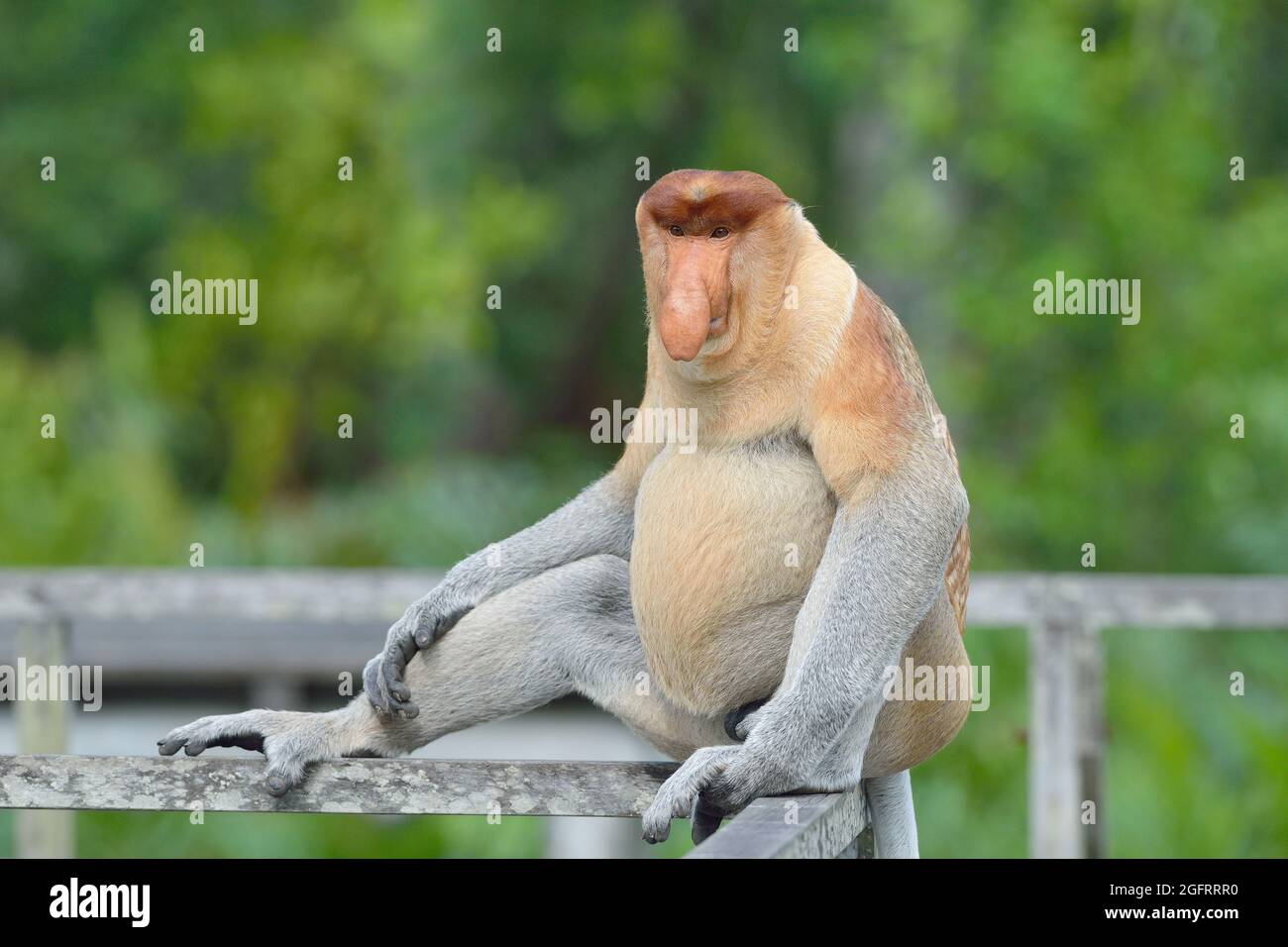 Close Up Nose Proboscis Monkey High Resolution Stock Photography and ...