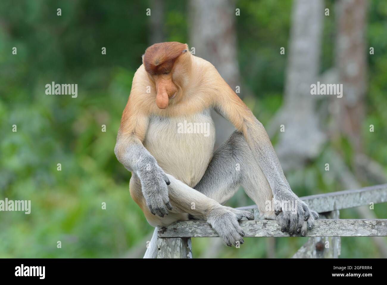 Bulbous Nose High Resolution Stock Photography and Images - Alamy