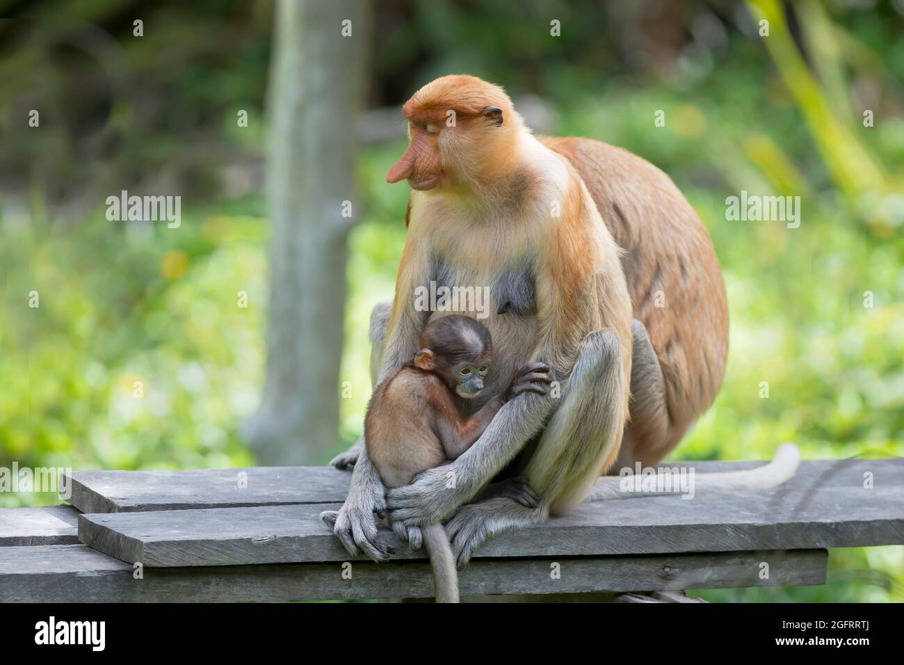 Large Bulbous Nose High Resolution Stock Photography and Images - Alamy