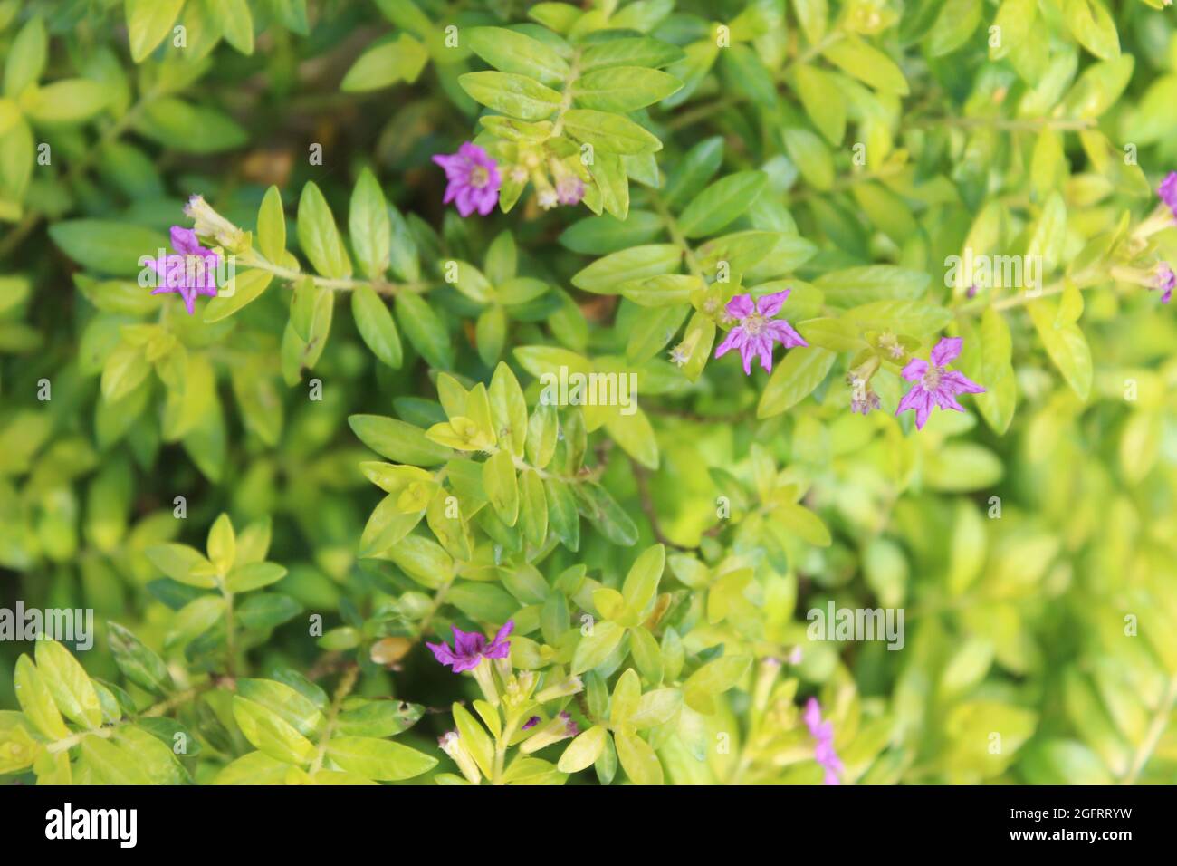 Beautiful blooming plants gardening hi-res stock photography and images ...