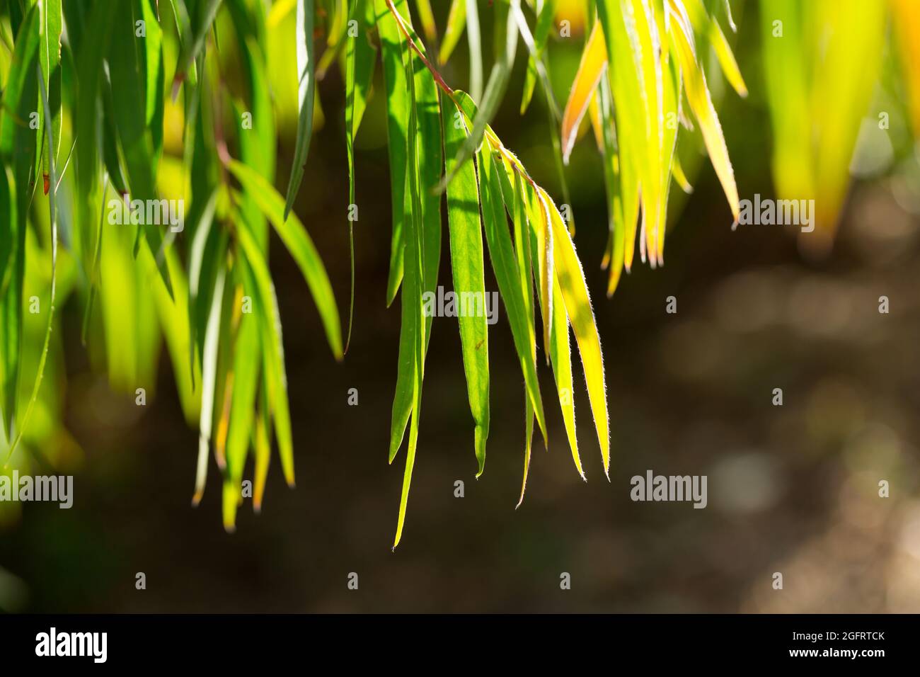 Close-up of tree branches of agonis flexuosa at summer day Stock Photo ...