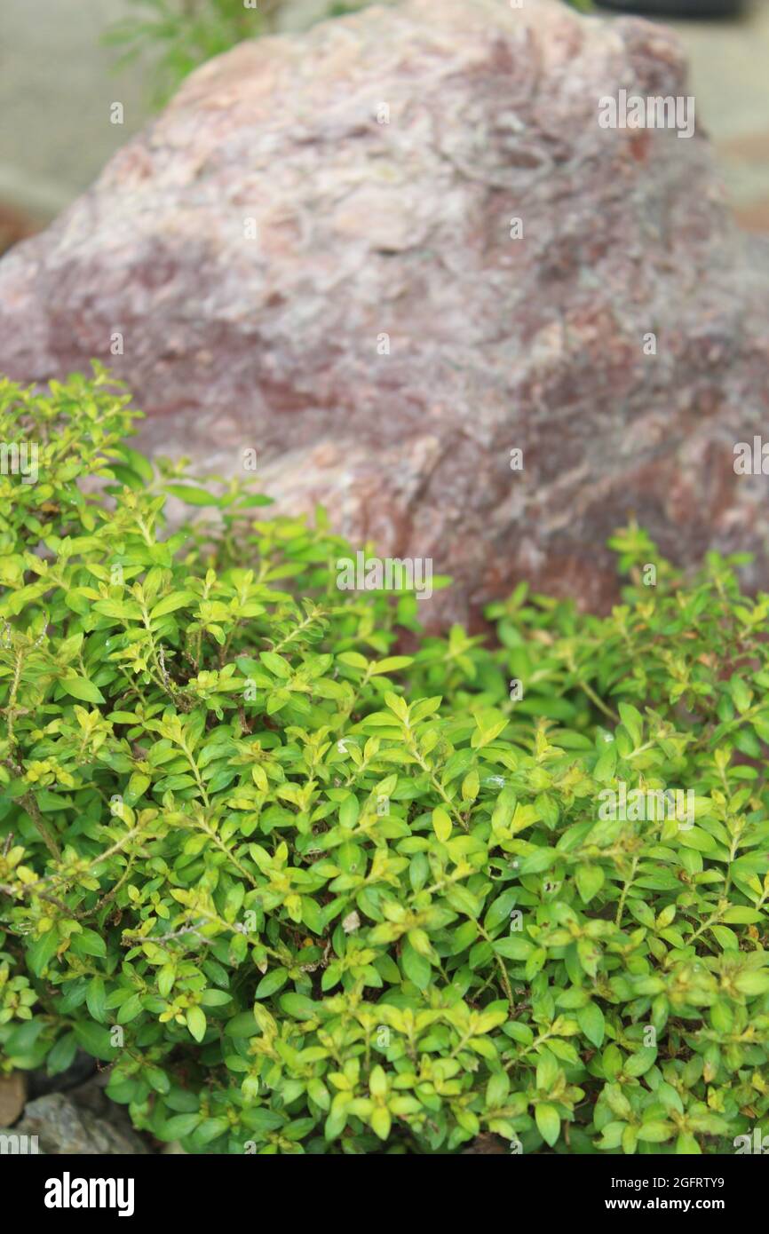 Simple beautiful garden Stock Photo - Alamy