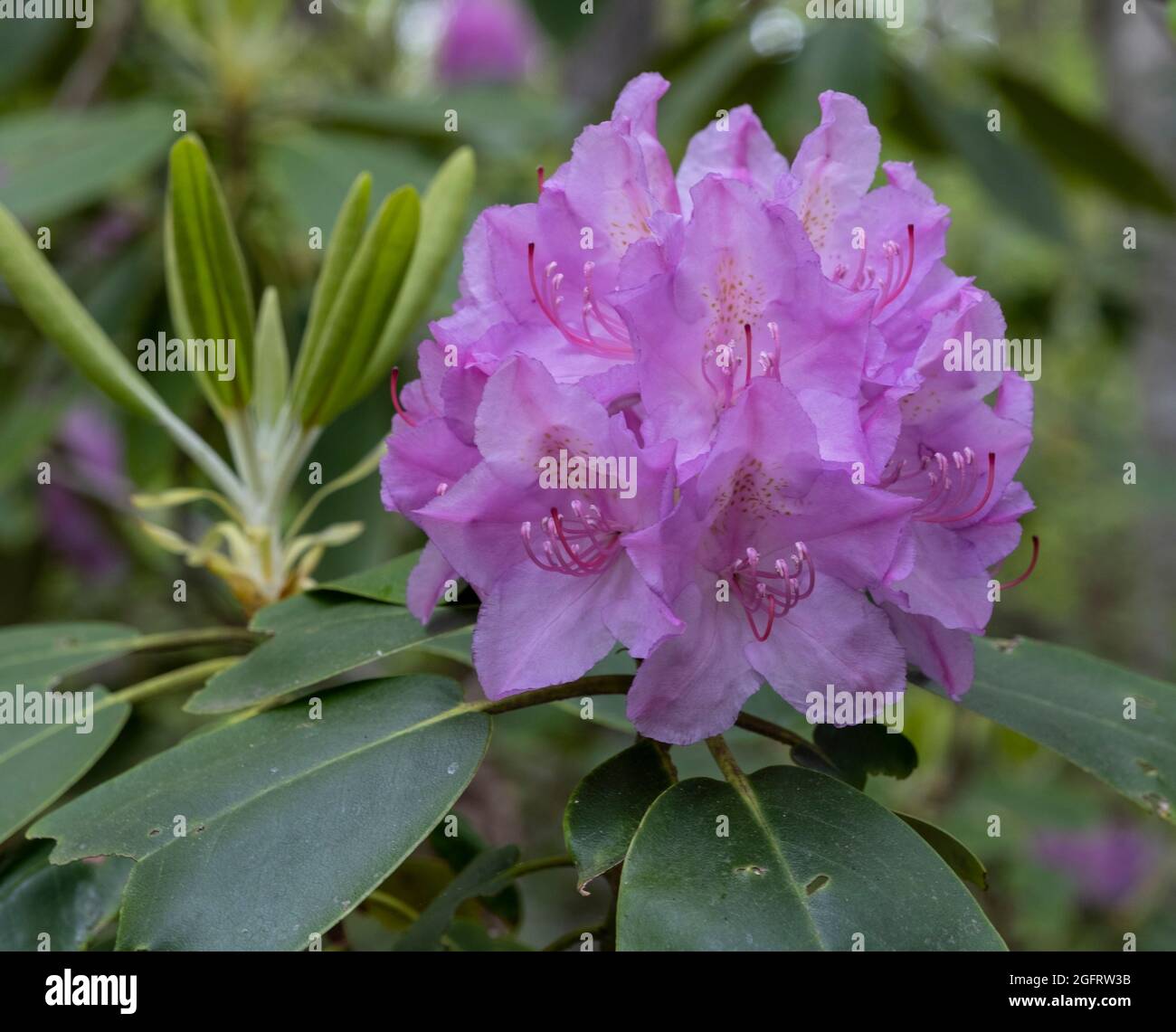 Rhododendron West Virginia