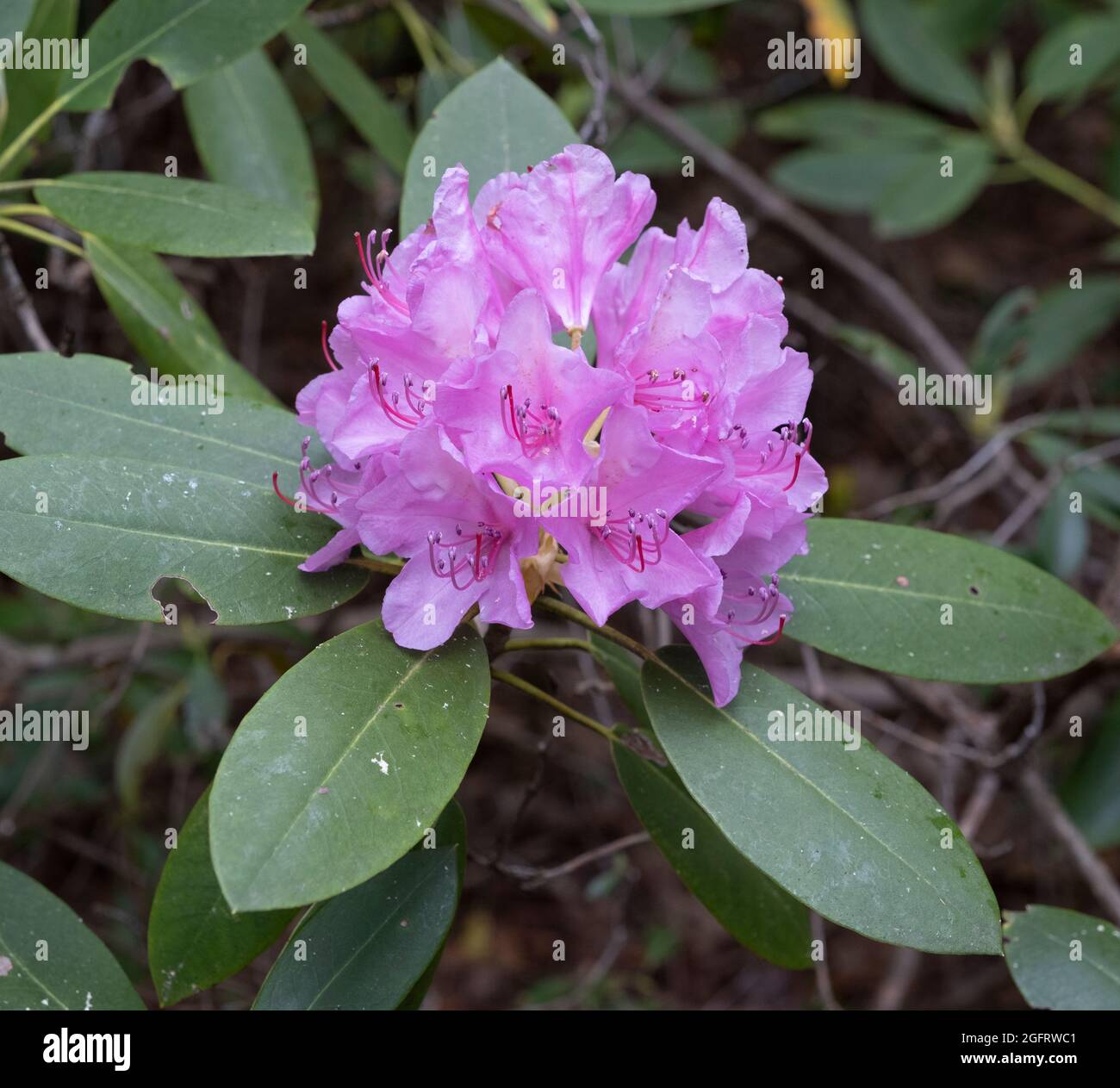 Rhododendron West Virginia