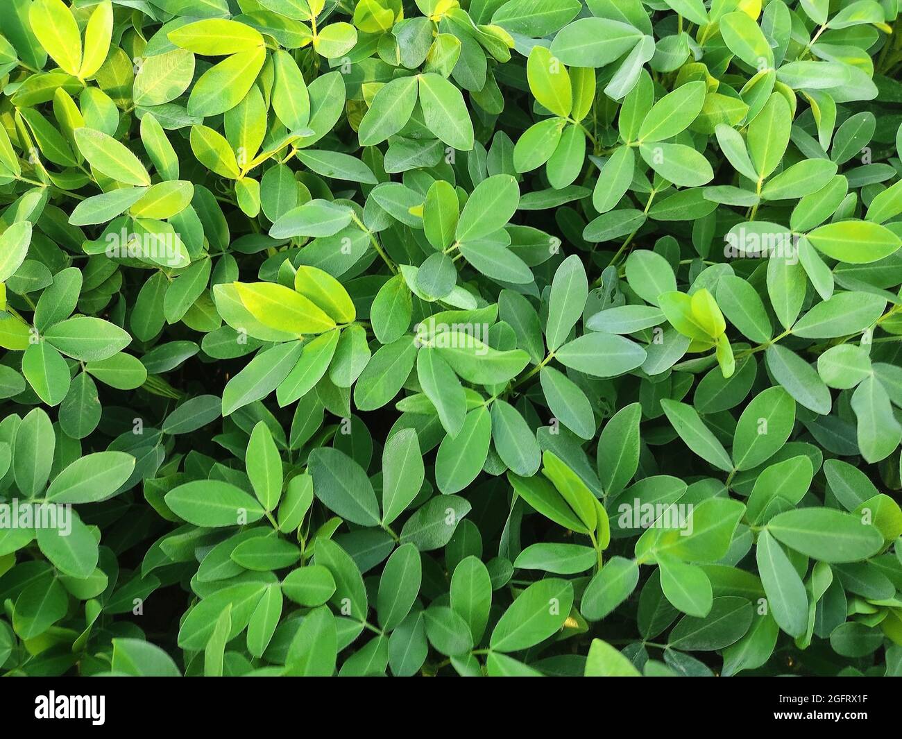 Close -up background of bright green peanut leaves. Growing groundnut ...
