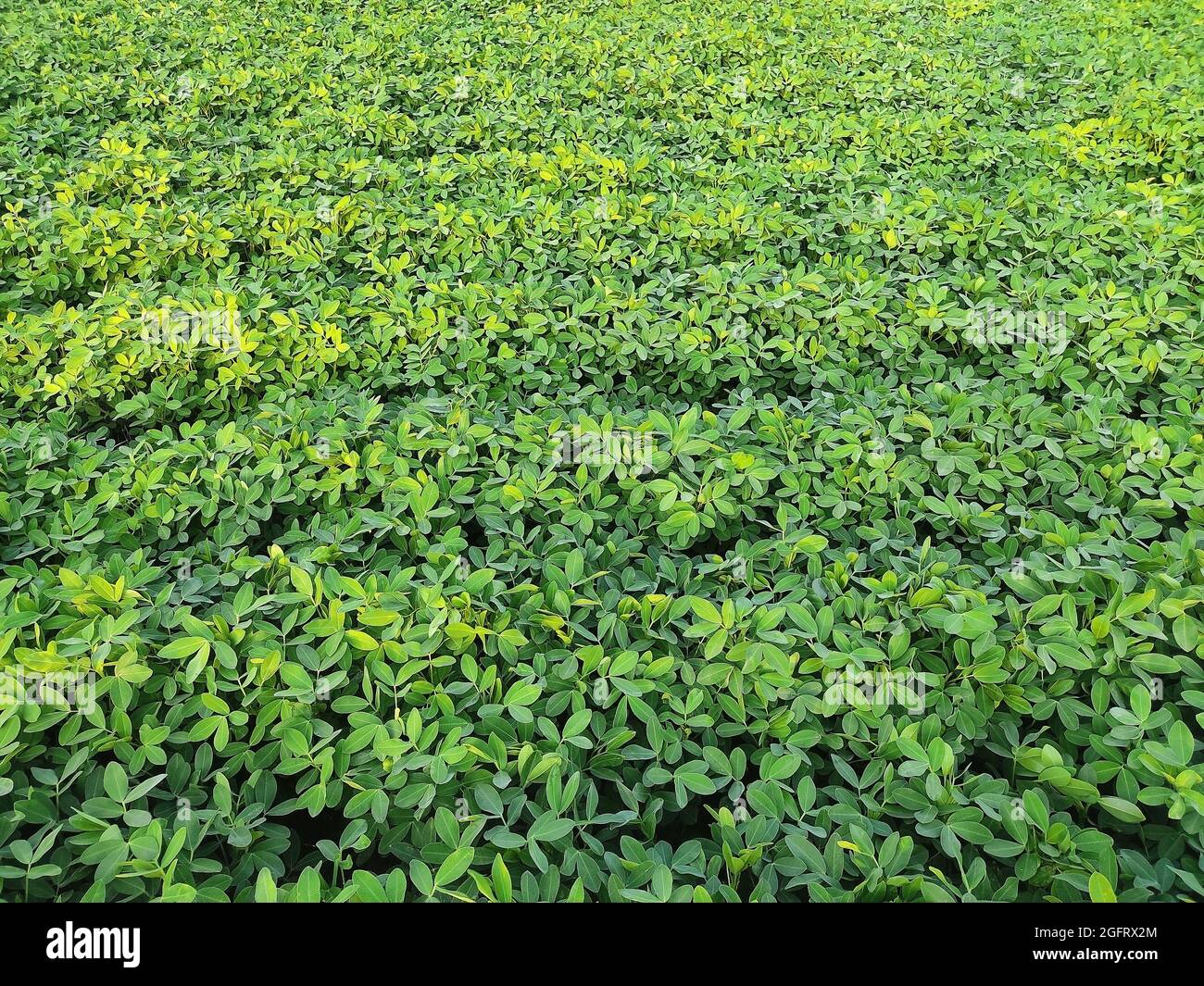 Close -up background of bright green peanut leaves. Growing groundnut ...