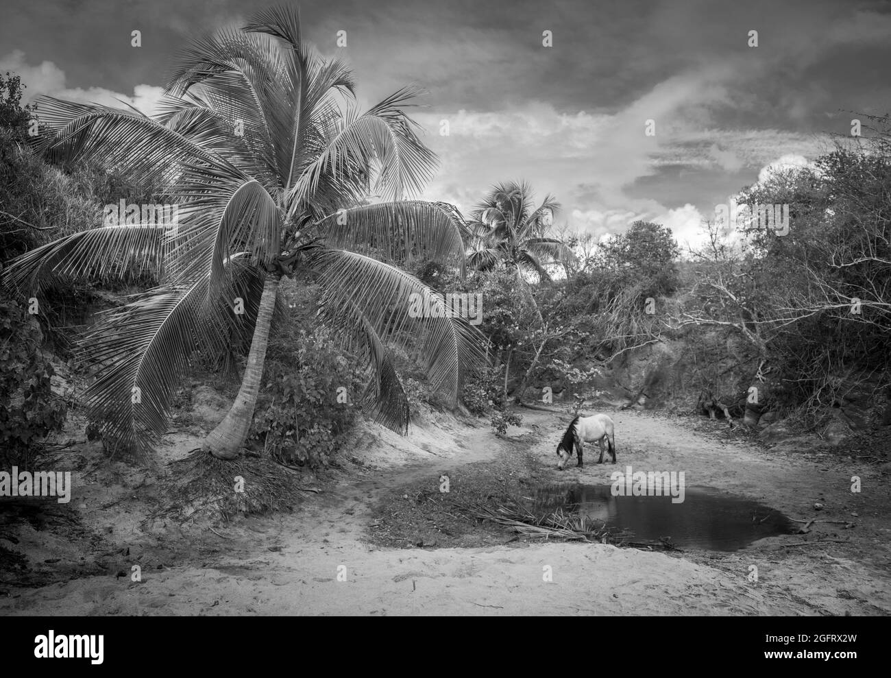 Puerto rico wildlife Black and White Stock Photos & Images - Alamy