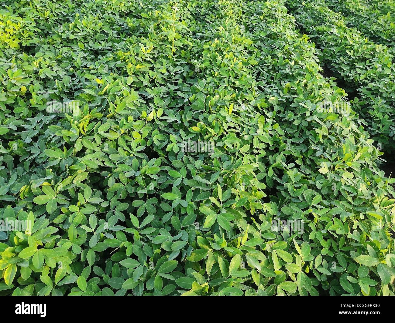 peanuts farm, Organic Farm Land Crops In India multiple layers of ...