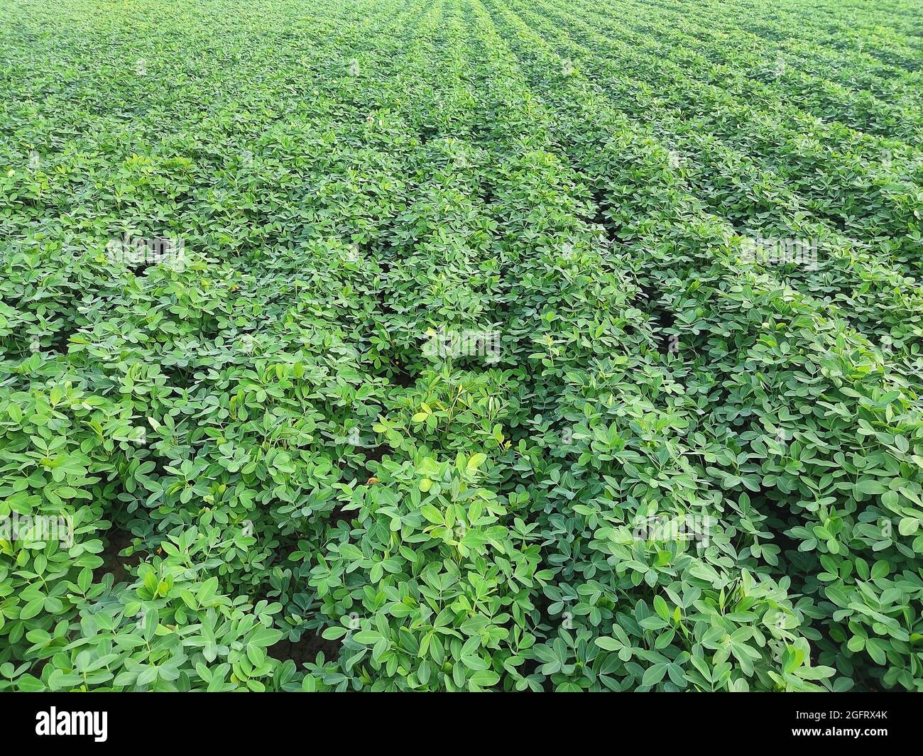 peanuts farm, Organic Farm Land Crops In India multiple layers of ...