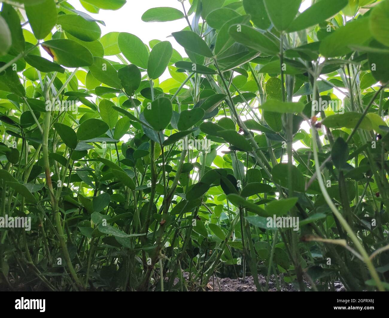 Close -up background of bright green peanut leaves. Growing groundnut seeds for growing peanuts ...