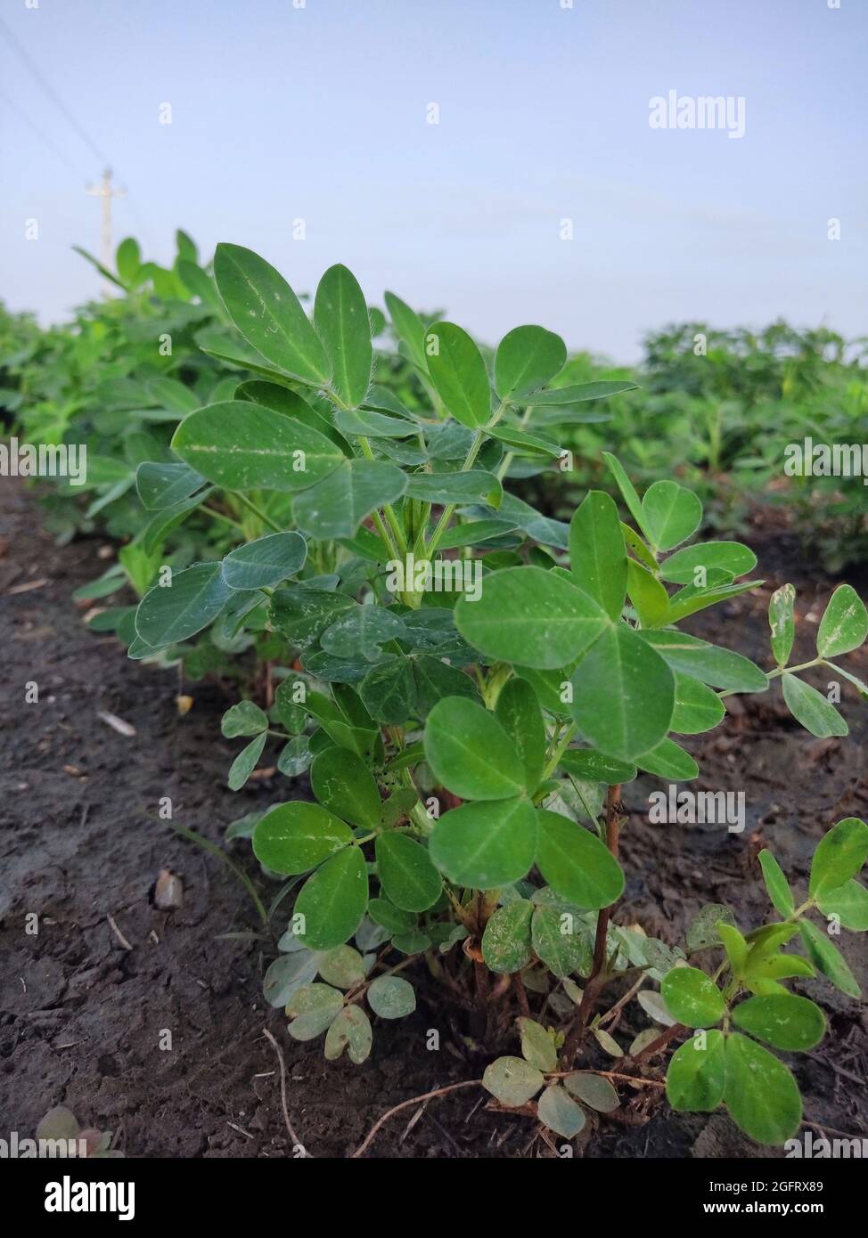 Close -up background of bright green peanut leaves. Growing groundnut ...