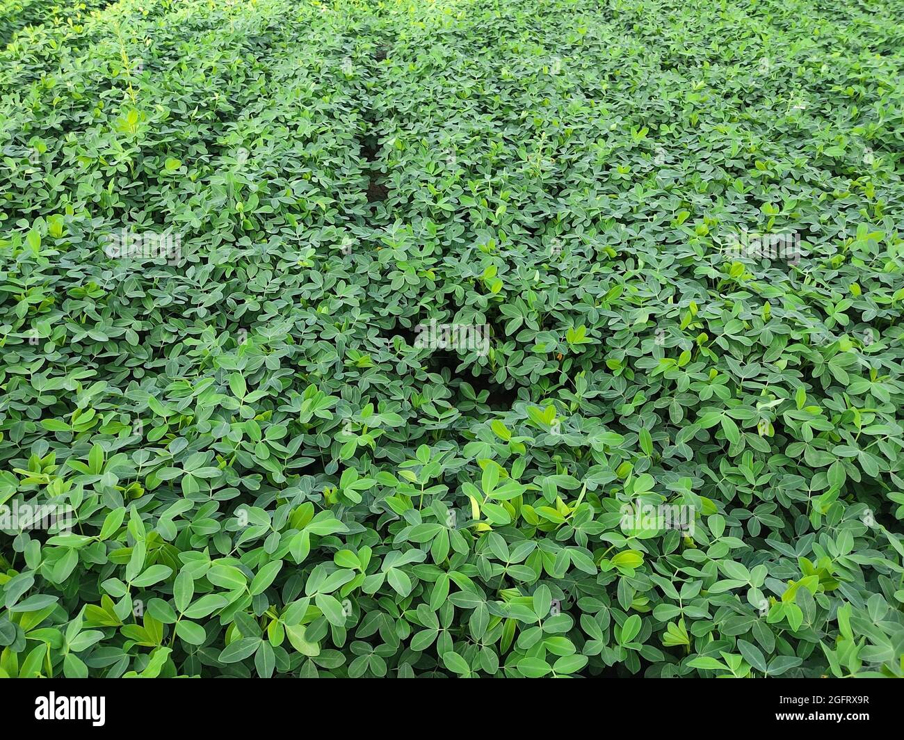 Close -up background of bright green peanut leaves. Growing groundnut seeds for growing peanuts ...
