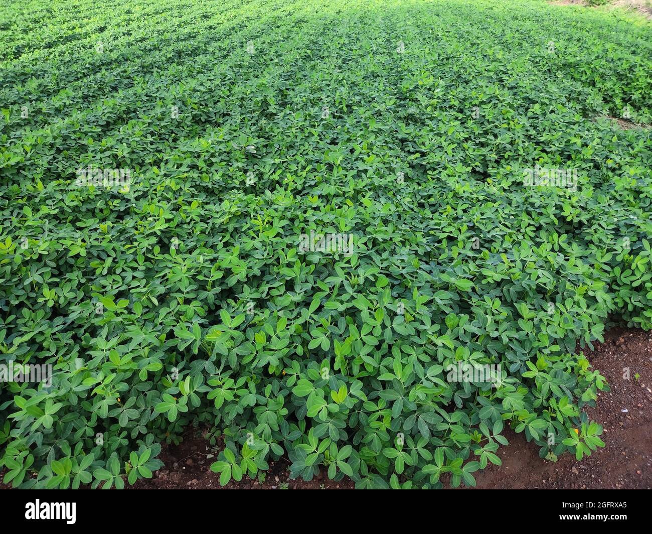Close -up background of bright green peanut leaves. Growing groundnut seeds for growing peanuts ...