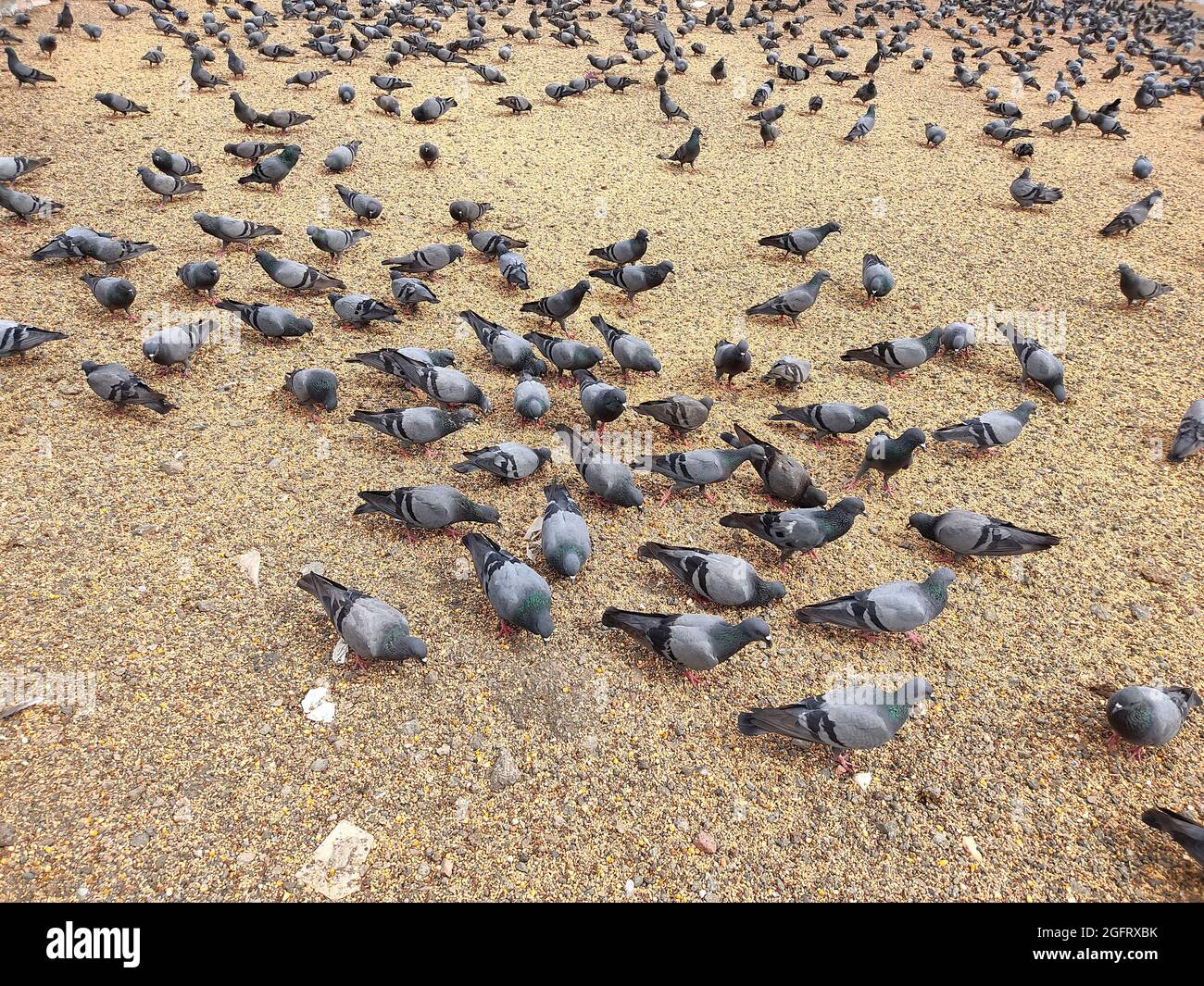 There are a lot of pigeons in the city on the square and on the road ...