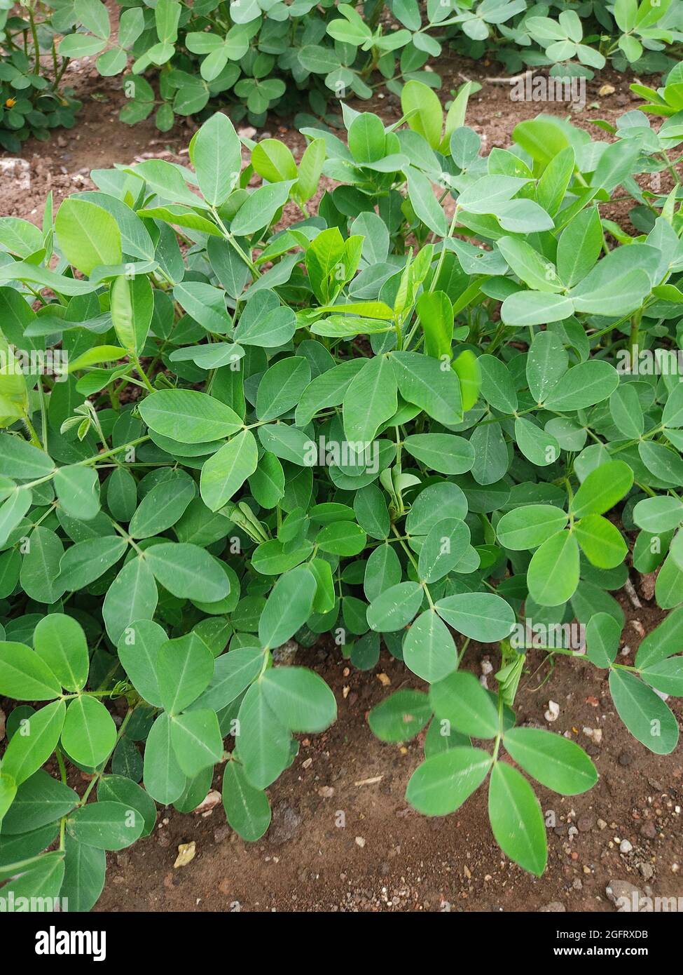 Peanut plant hi-res stock photography and images - Alamy