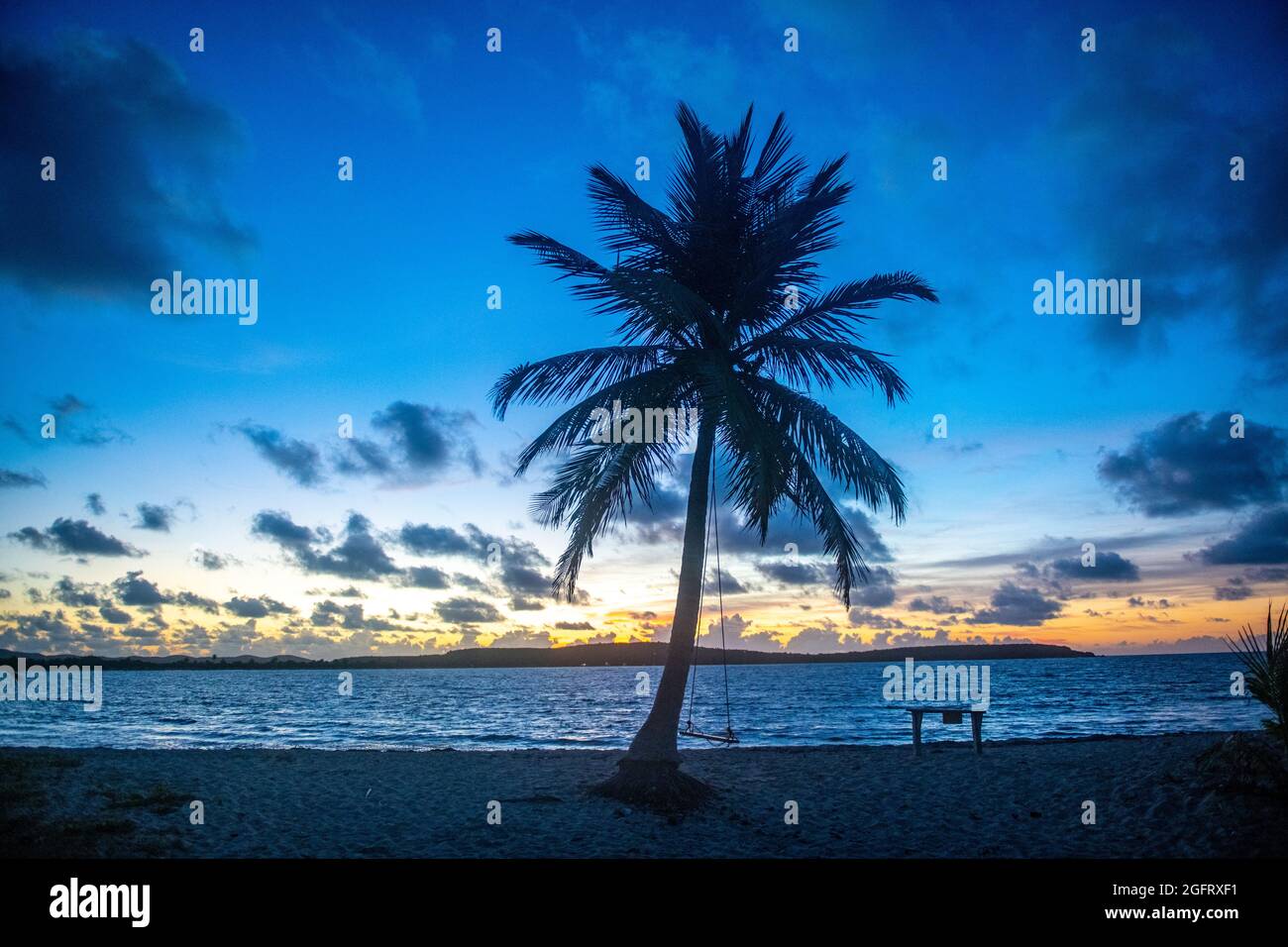 A swing hanging from a palm tree on the beach - Puerto Rico Stock Photo ...