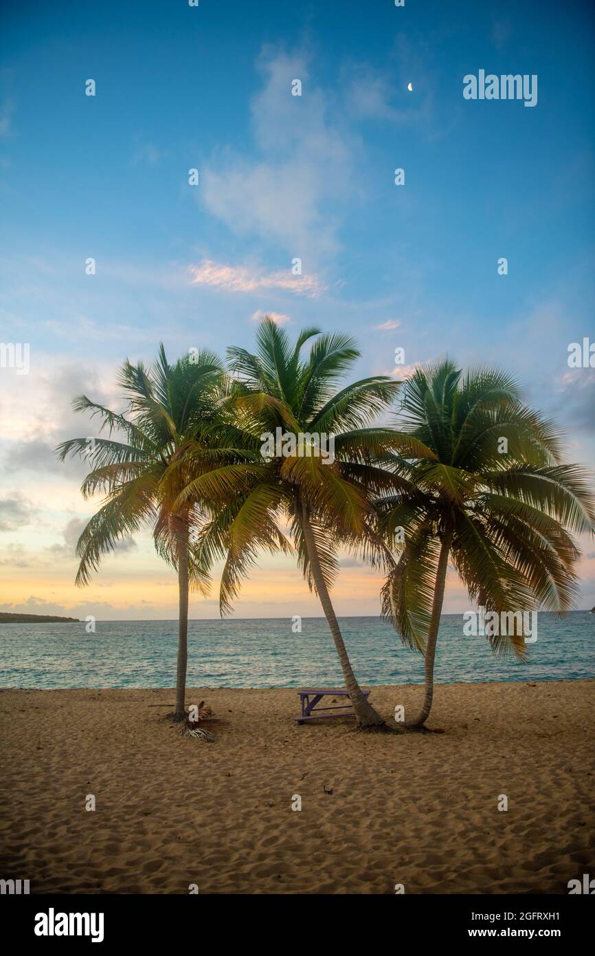 Sitting under palm tree hi-res stock photography and images - Alamy