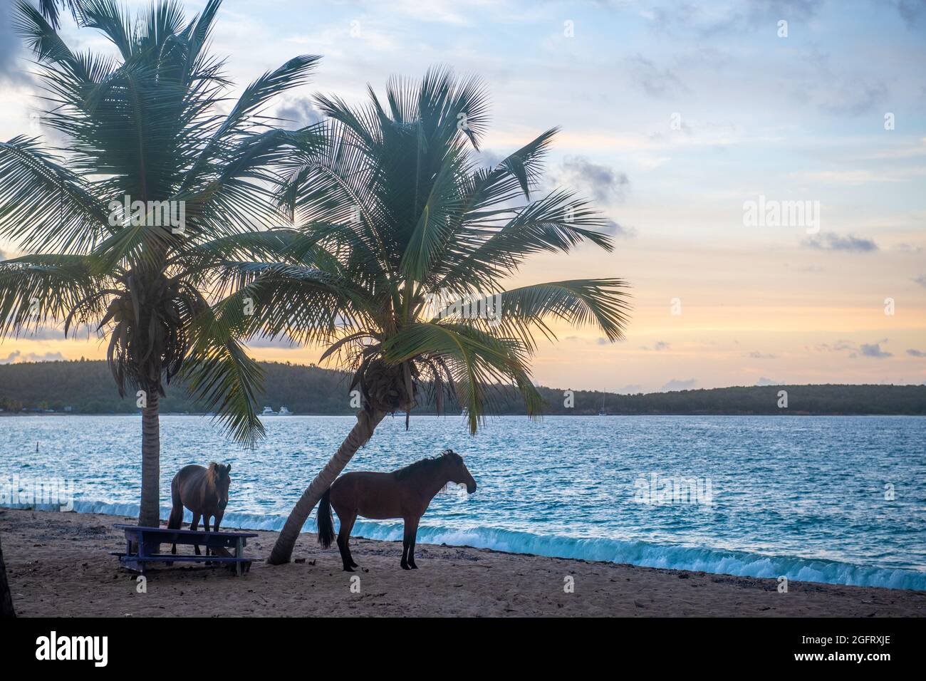 Wild horses wandering across the beach - Puerto Rico Stock Photo - Alamy