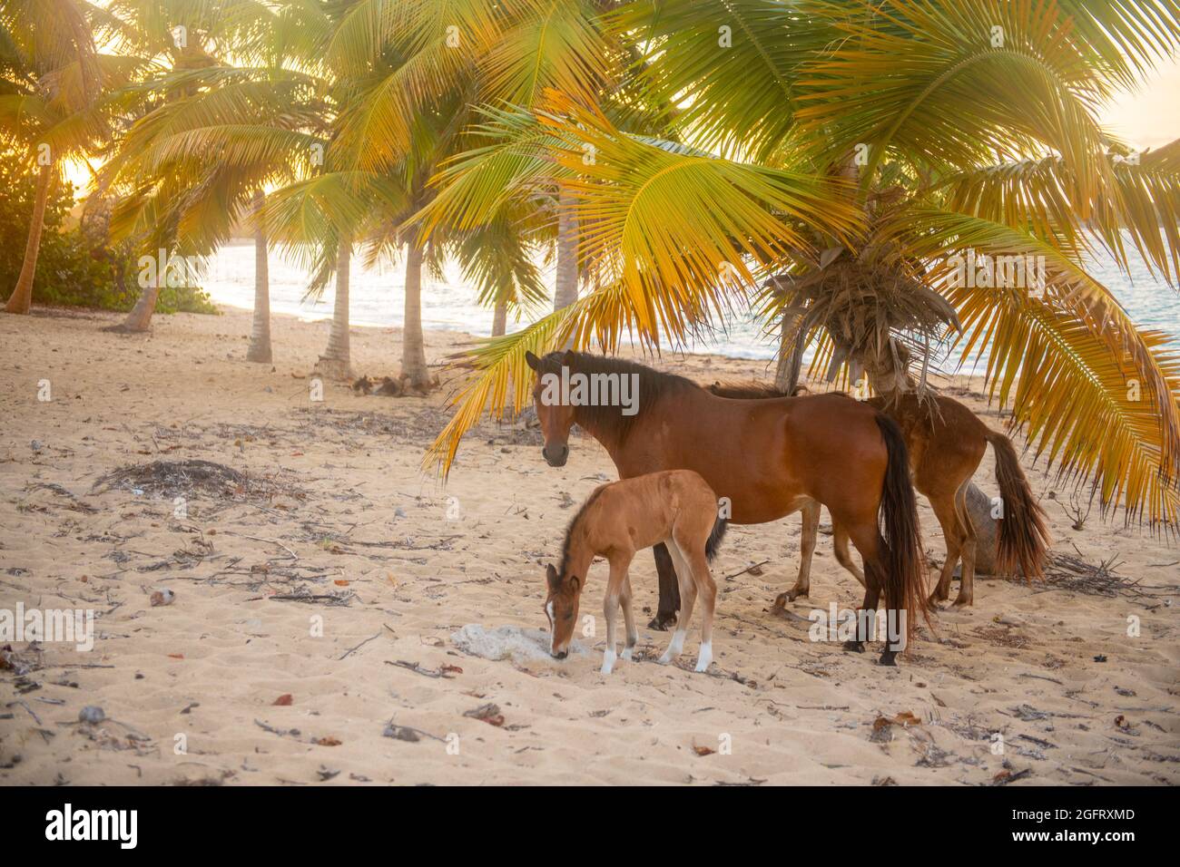 Wild horses wandering across the beach - Puerto Rico Stock Photo - Alamy